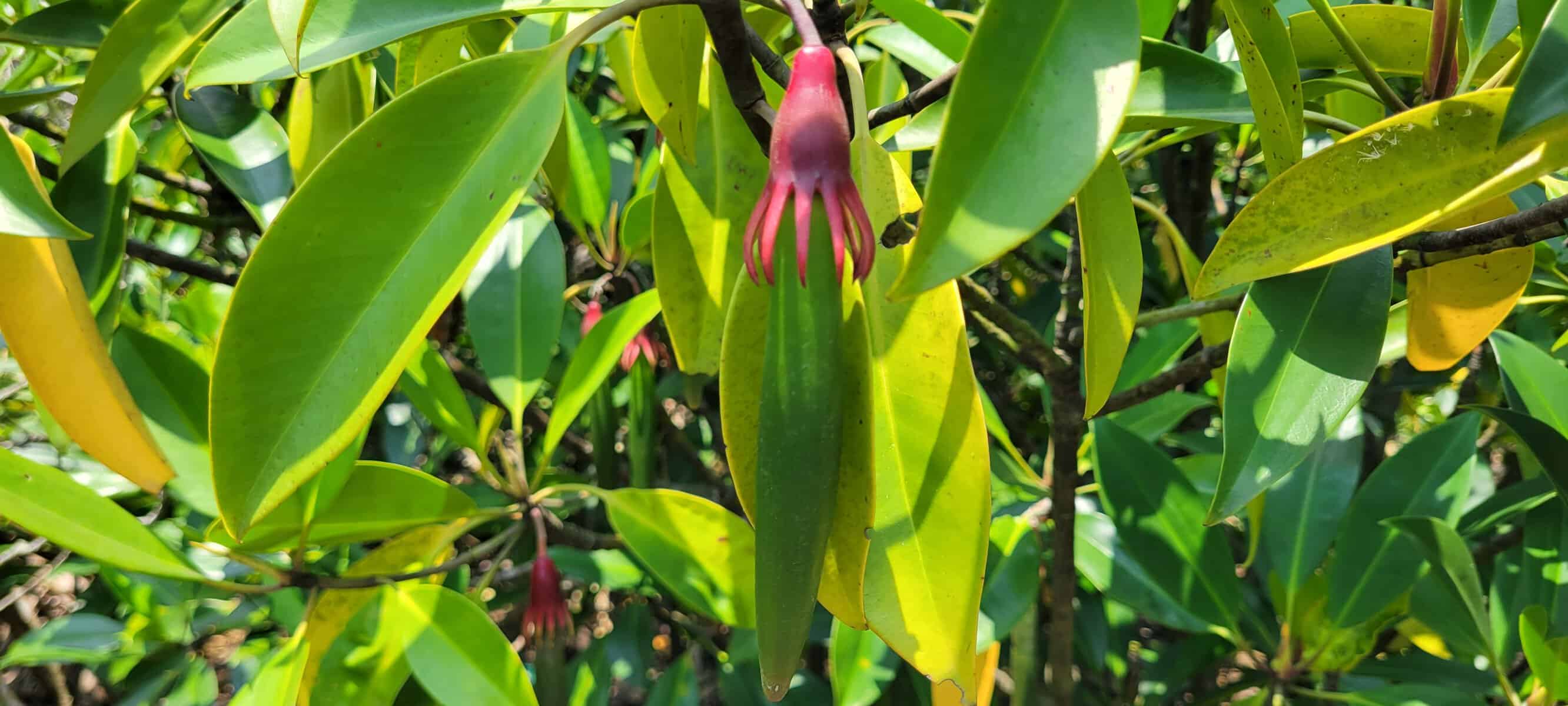 SVT students’ field trip to the Tai Tam mangrove swamp